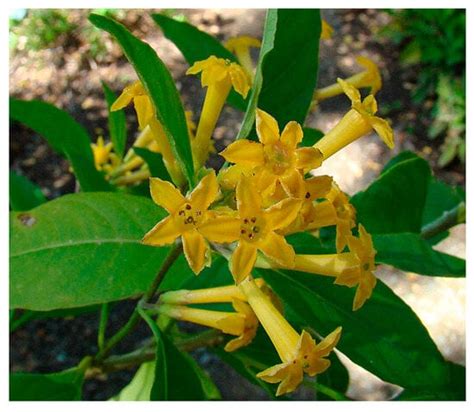 Plants Special Issue Plant Based Bioactive Substances Identification Extraction And