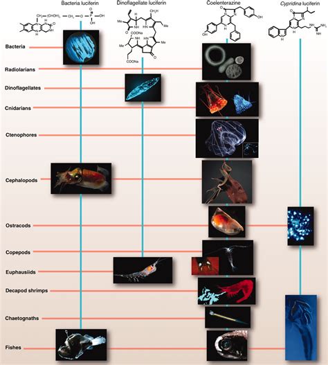 Bioluminiscencia