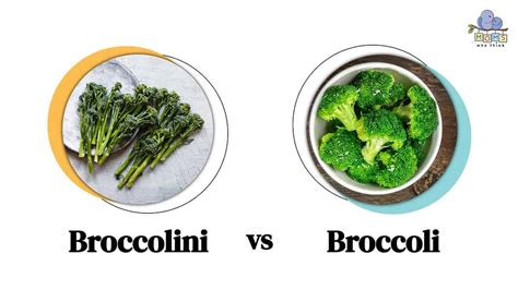 Broccolini Vs Broccoli 4 Key Differences And Nutrition Comparison