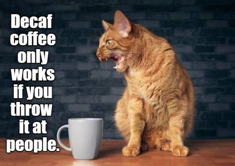 Decaf Pffffff Lolcats Lol Cat Memes Funny Cats Funny Cat