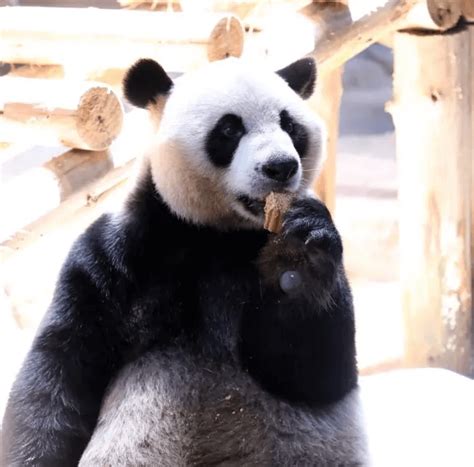 3 แฝดแพนด้า อวดโฉม โชว์หม่ำขนมไหว้พระจันทร์สูตรพิเศษ The Bangkok Insight