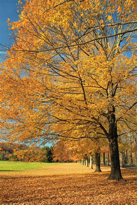 무료 이미지 자연 분기 햇빛 가을 시즌 단풍 나무 크리에이티브 커먼즈 시원한 이미지 낙엽 펜실베니아 잎사귀 Buckscounty 주석 도금 주석