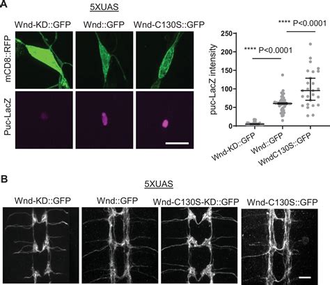 Figures And Data In Rab11 Suppresses Neuronal Stress Signaling By