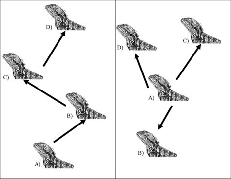 Example Of Successive And Displaced Distance Measurements With The Download Scientific Diagram
