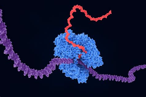 Ribo Seq Discover Which Mrna Gets Translated Ohmxbio