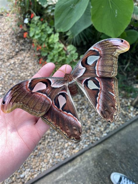 Can You Help Me Indenting This Moth I Held Today Please Moths