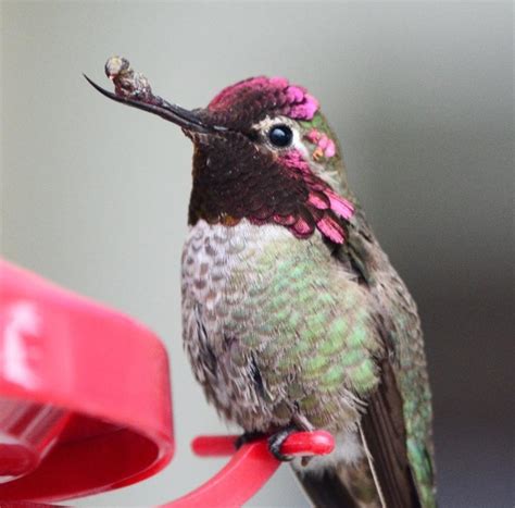 What Is The Black Stuff On My Hummingbird Feeder Backyard Visitors