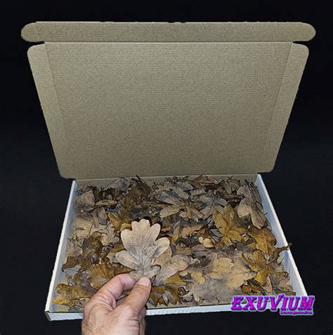 Leaf Litter Exuvium
