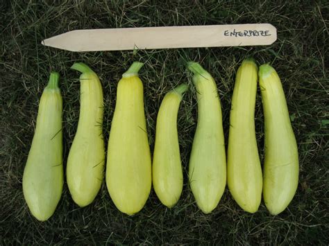 Why Is My Yellow Squash Turning Green GreenThumbsGuide