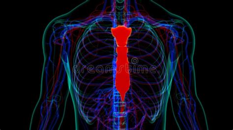 Anatomia Ossea Dello Scheletro Umano Per Concetto Medico Illustrazione