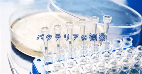 電子顕微鏡試料作製。バクテリアの観察方法。 株式会社真空デバイス