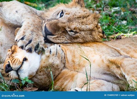 Making Love Male And Female Rulers Of The Jungle Stock Image Image Of