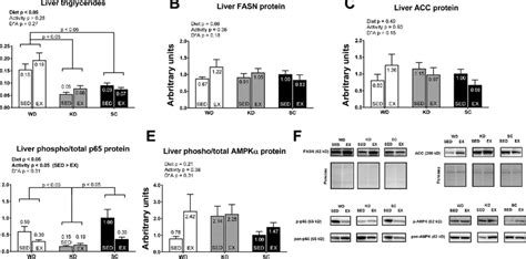 Liver Triglycerides And Protein Expression Patterns A Liver