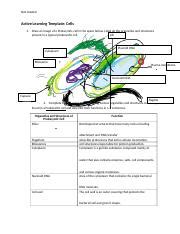 WK Cells ALT Docx Not Graded Active Learning Template Cells Draw An Image Of A