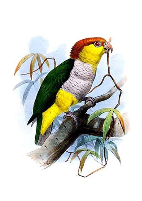 White Bellied Parrot Pionites Leucogaster Josm69156