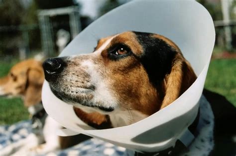 What Is A Perineal Hernia In Dogs