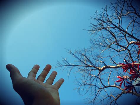 Free Images Hand Tree Nature Branch Light Cloud Sky Sunlight