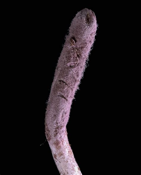 Scientists Discover Rare Fungus That Infects And Takes Over The Bodies