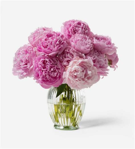 معرفی 18 نوع مختلف گل صورتی با تصویر و نماد