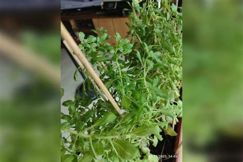 Root Awakening Infested Plant Needs Pruning The Straits Times