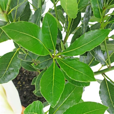 Darlin Dwarf Bay Tree