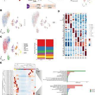 Identification Of Cell Populations And Differential Gene Expression