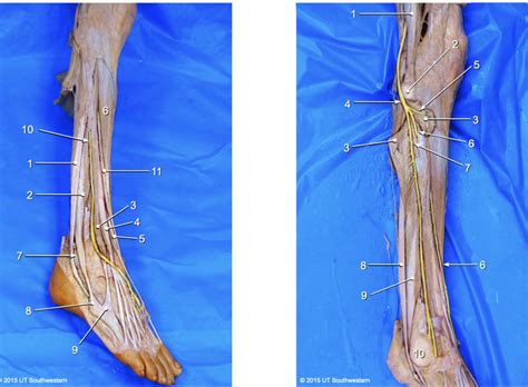 Lab Lateral Compartment Of Leg Diagram Quizlet