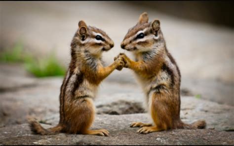 Do Mole Sonic Repellers Work On Chipmunk Careland Home