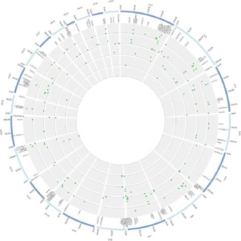 Circular Plot Of Extended Haplotype Scores Ihs In Latino Populations