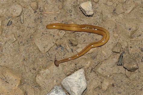 Hammerhead Flatworm Invades Ontario Gardens Forests Entomologist