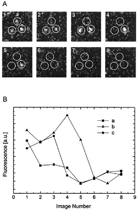 Figure 1 From Visualization And Tracking Of Single Protein Molecules In The Cell Nucleus