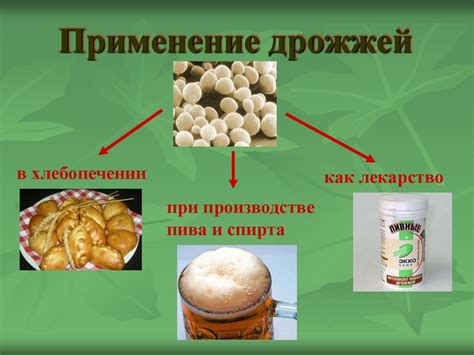 Плесневые грибы и дрожжи презентация онлайн