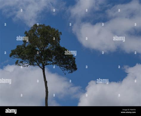 Skinny Tree Trunk Topped With Triangle Clump Of Foliage With Blue Sky And White Clouds Stock