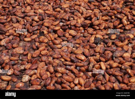 Cocoa Beans Drying Stock Photo Alamy