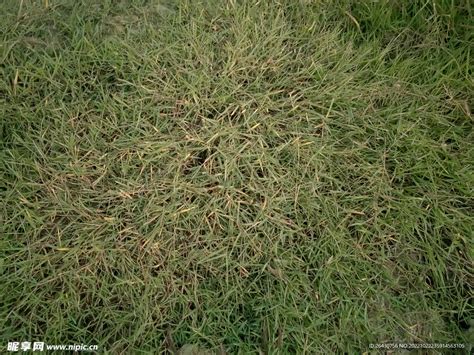 狗牙根小草摄影图花草生物世界摄影图库昵图网