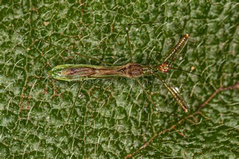 Adult Assassin Bug Stock Image Image Of Wild Animal 258931409