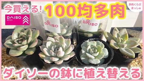 【多肉植物】100均で見つけた可愛い多肉 ️ダイソーの白い鉢に植え替えて多肉丼にしてみました Youtube