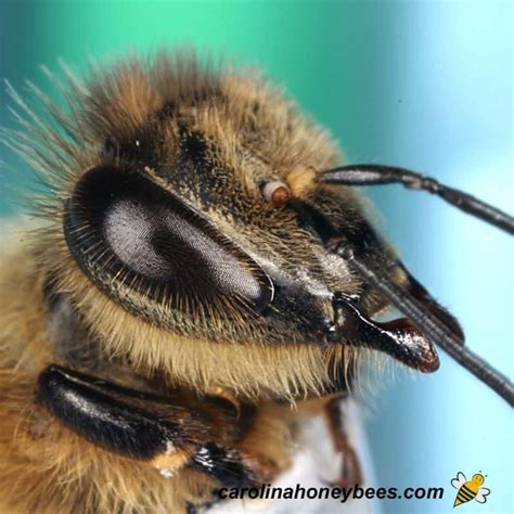 What Do Honey Bees Eyes Look Like Todx