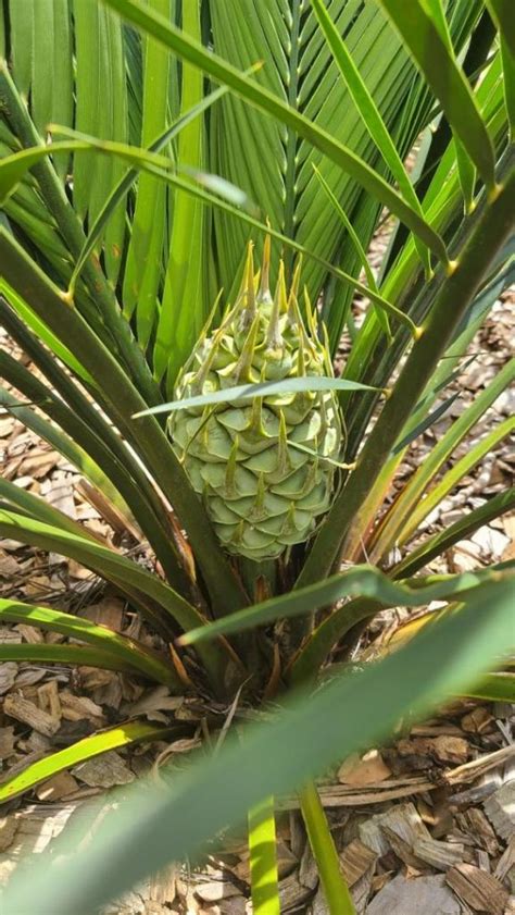 What Sex Are These Cones Tropical Looking Plants Other Than Palms