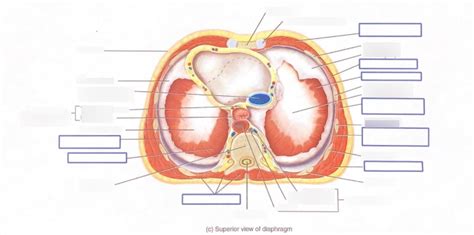 Optional Quiz Diagram Quizlet