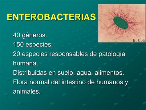 Solution Microbiologia Bacterias Gram Negativas Studypool
