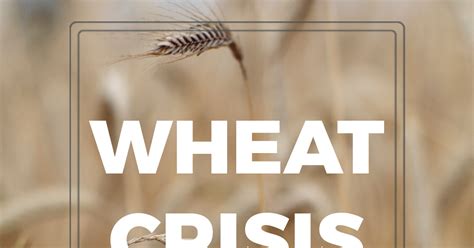 Wheat Crisis In India