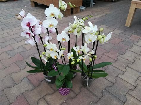 Tuincentrum Suidgeest Added A New Tuincentrum Suidgeest