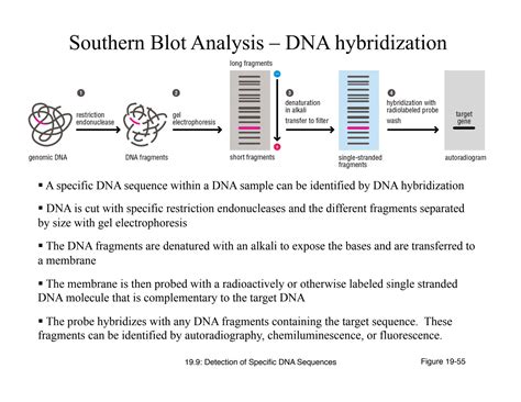 Solution Pcr Mutagenesis Dna And Rna Seq Studypool