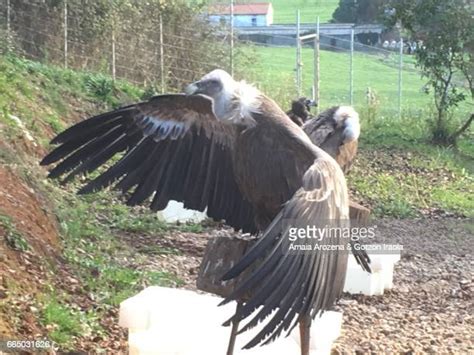 Vultures Carcass Photos And Premium High Res Pictures Getty Images