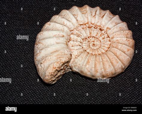 Mold And Cast Fossils Shells