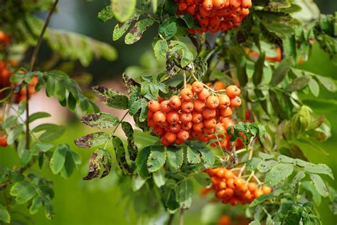 나무 딸기 마가목 Pixabay의 무료 사진