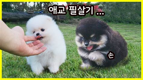 포메 강아지의 필살 애교 솜뭉치 3마리의 귀여움 포메라니안 분양 전문견사 골든힐폼 Youtube