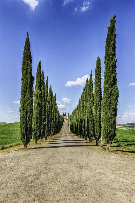 Iconic Group Of Cypresses In San Quirico D Orcia Tuscany Italy