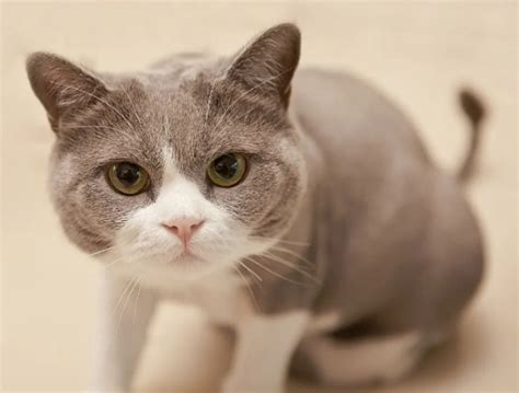 猫图册360百科